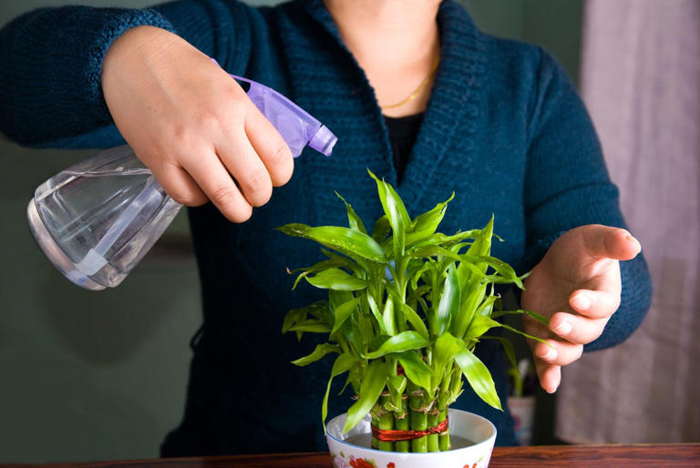 How to care for lucky bamboo plants the right way, according to an expert