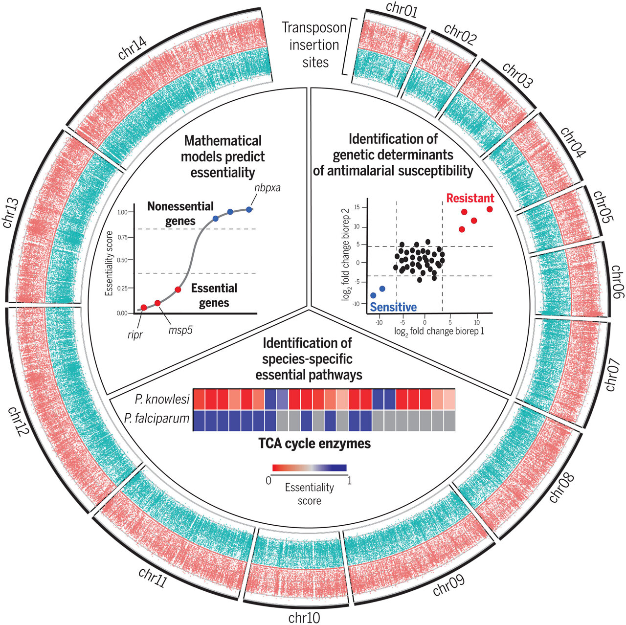 Essential gene map of malaria parasite Plasmodium knowlesi aids in ...