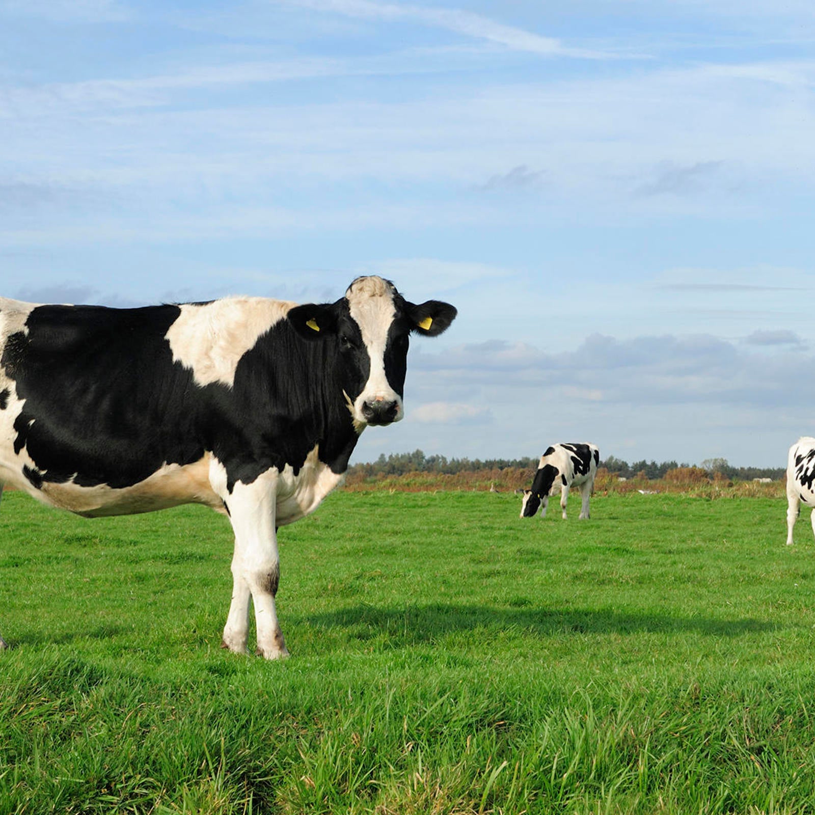Respiratory symptoms reported in Nevada cows with lethal bird flu strain