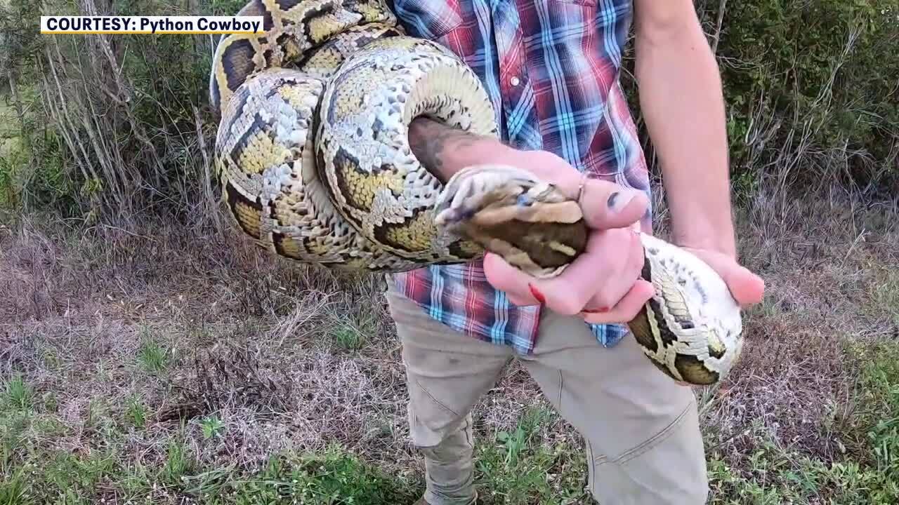 One-on-one with Florida's Python Cowboy