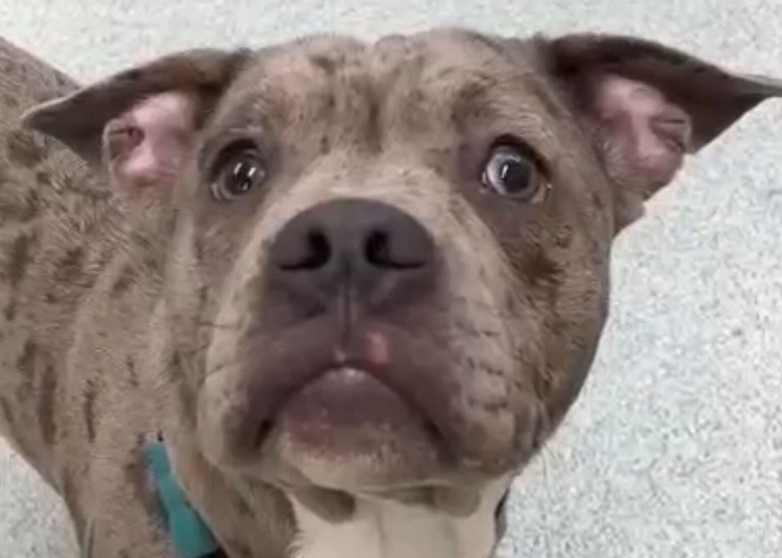 Calls for transparency over ‘death row’ dog Max breed assessments