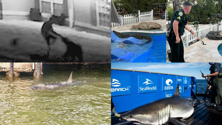 Florida Gone Wild: Animal encounters, sightings of the outrageous kind ...