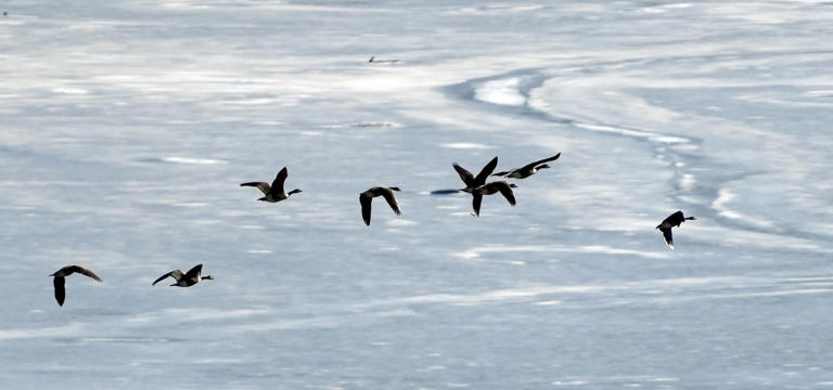 Bird flu confirmed in Rockland; H5N1 suspected in other dead geese ...