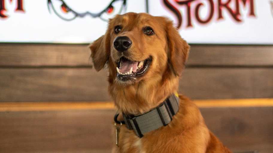 San Diego Padres Single-A Affiliate Appears to Introduce New "Bat Dog ...