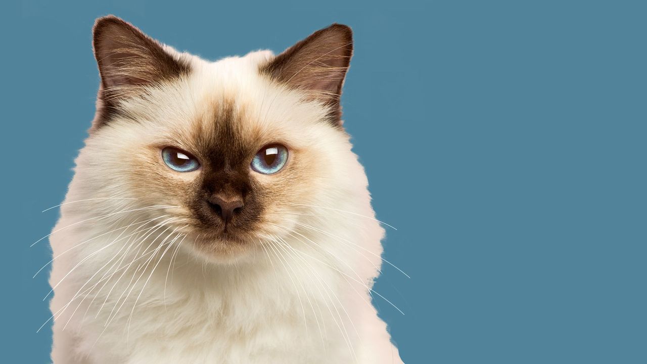 "Neuter Your Ex" this Valentine's Day with Tampa Bay animal rescue