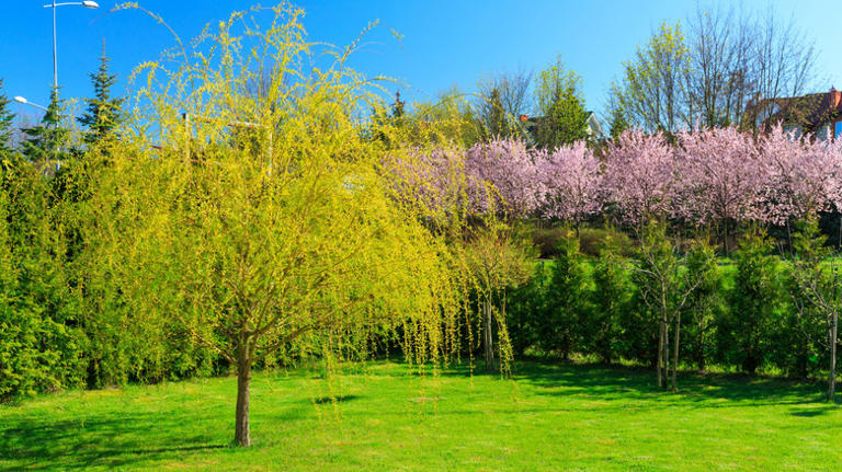 The Beautiful (And Thirsty) Tree That'll Absorb Excess Water In Your Yard