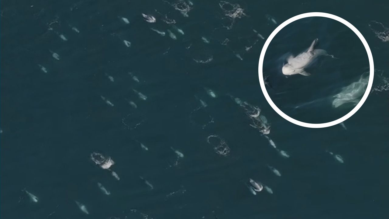 Unique natural spectacle: Drone captures thousands of dolphins off ...