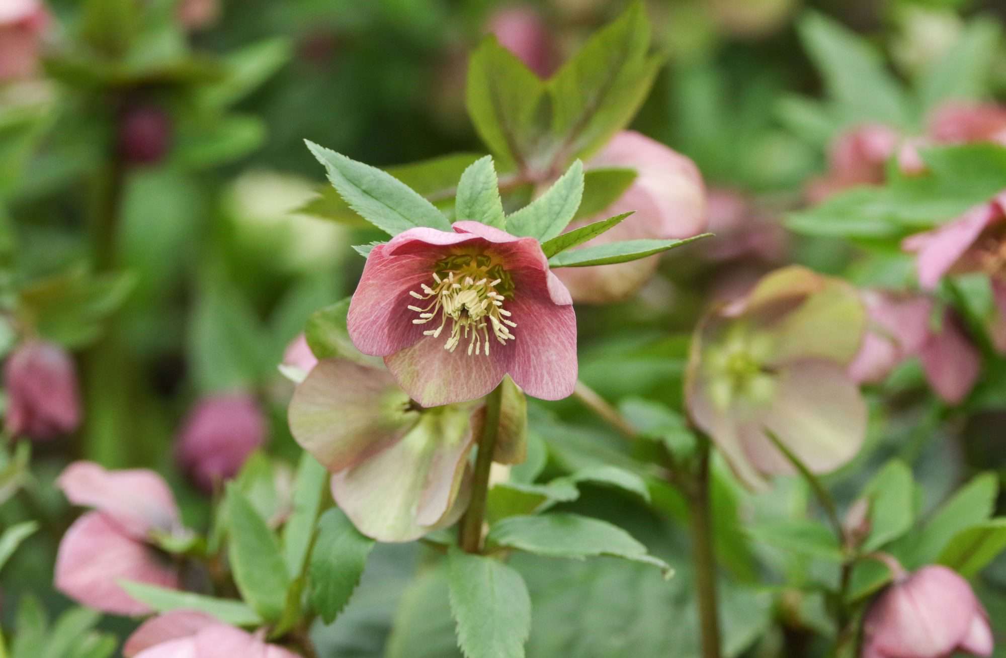 How To Grow And Care For Lenten Roses & Other Hellebores