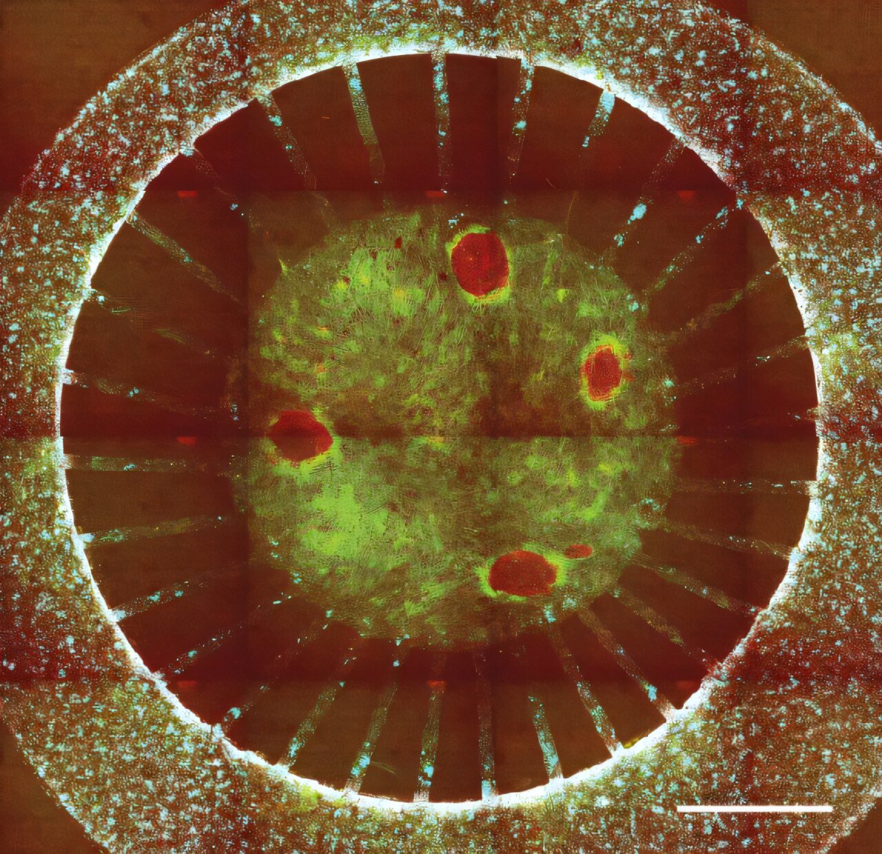 A step towards personalized immunotherapy: MIRO device replicates ...