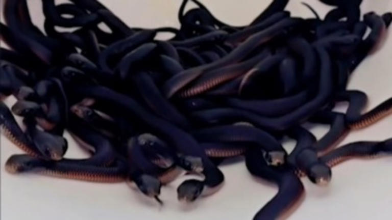 Snake catcher removes 102 venomous snakes from Sydney backyard
