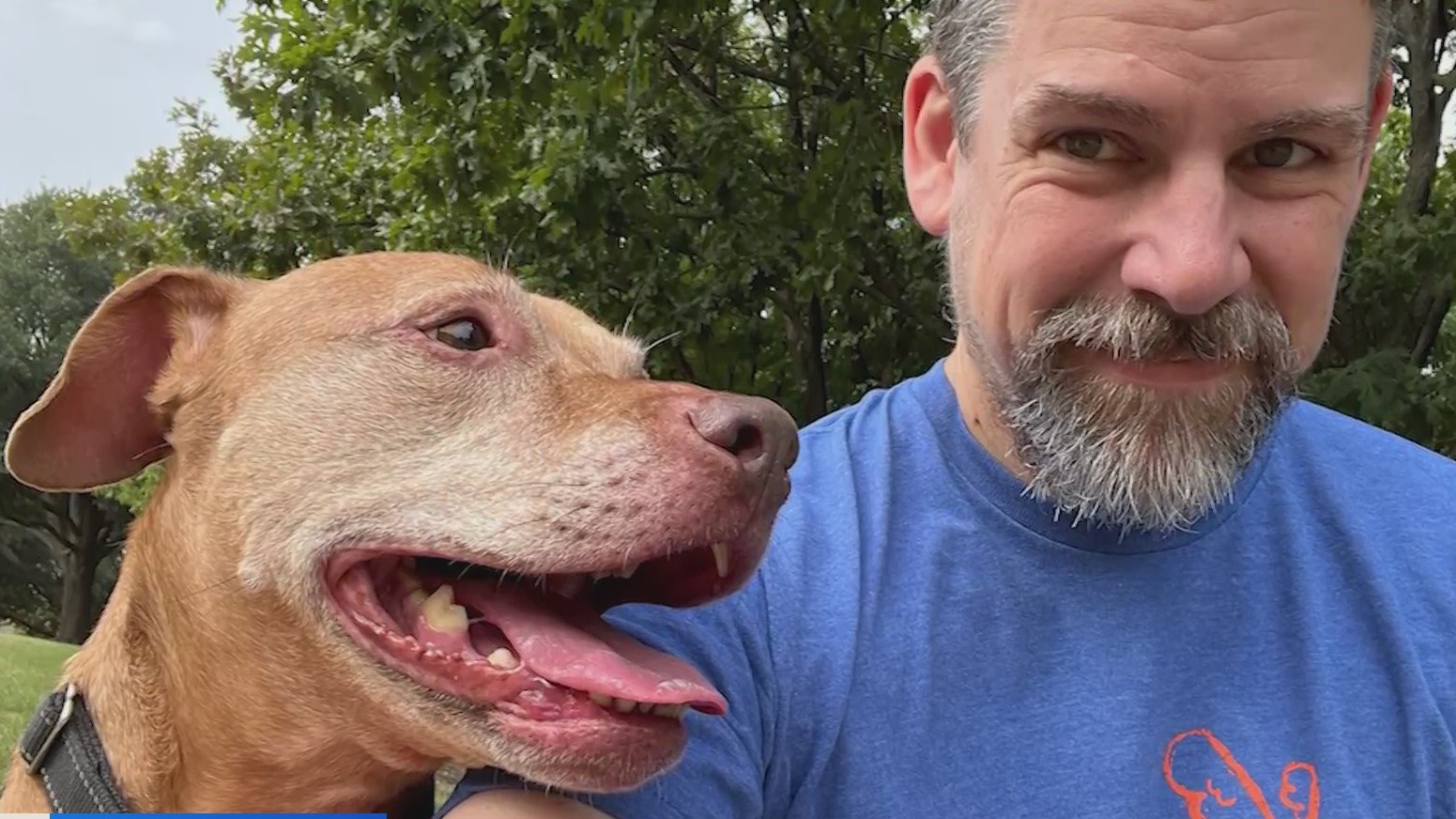 Dog aging project aims to prolong canine lifespans