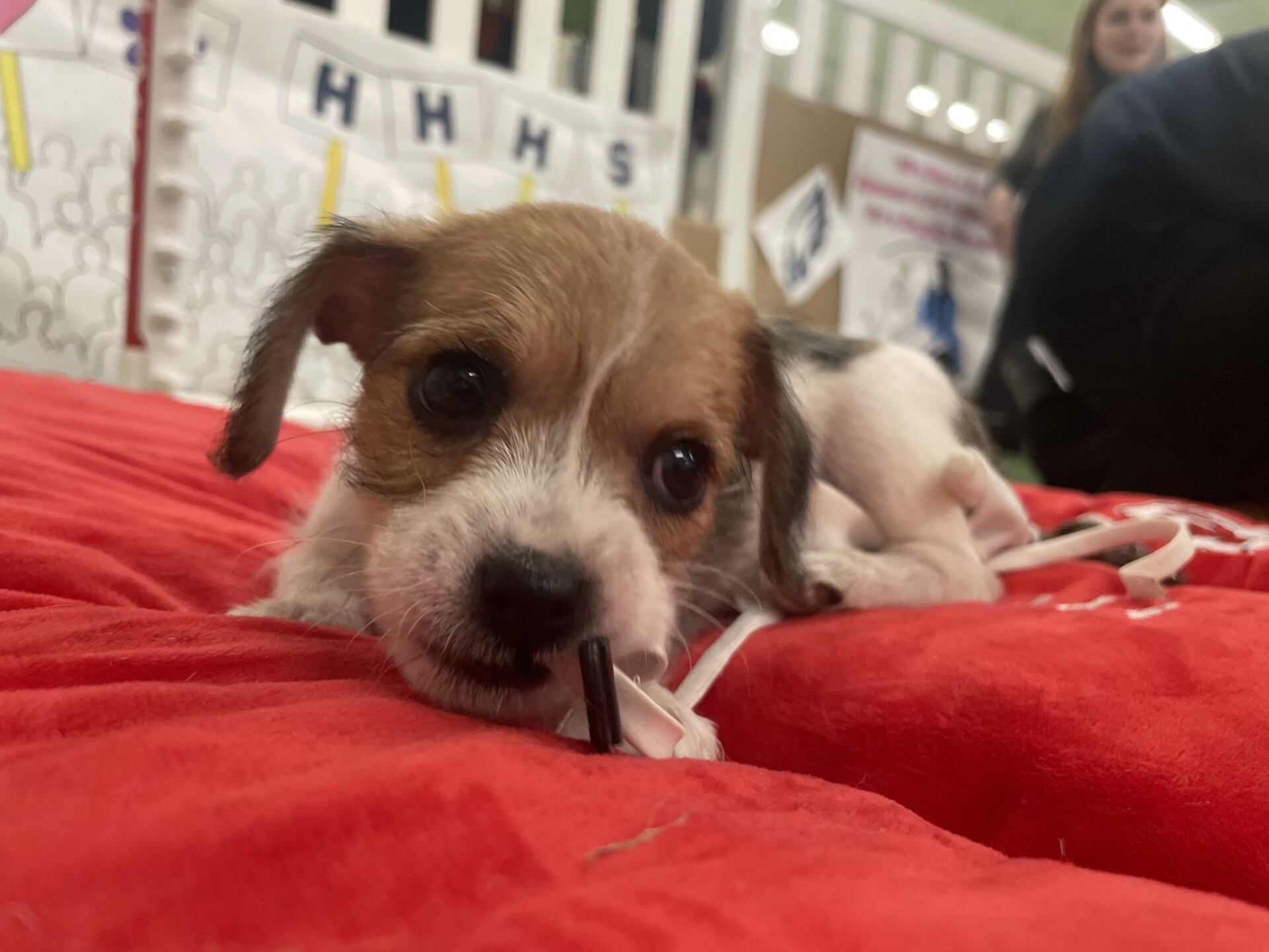 Puppies take the field in 9th annual “Shelter Showdown” at Helping ...