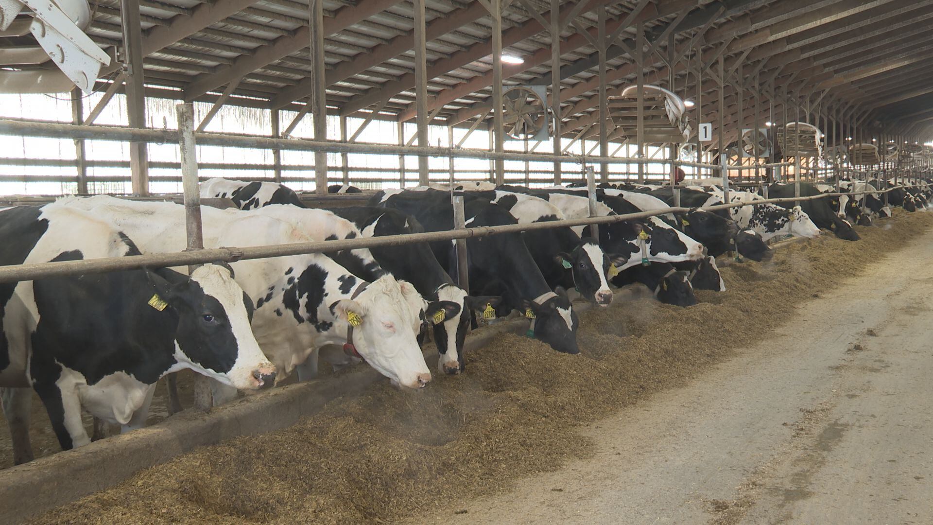Wisconsin stays vigilant in protecting dairy cattle from catching bird flu