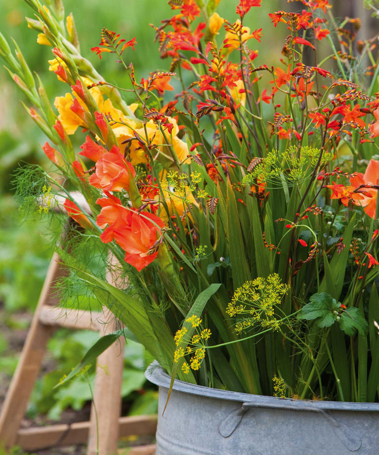 7 unusual bulbs to plant in spring – these beauties will add exotic ...