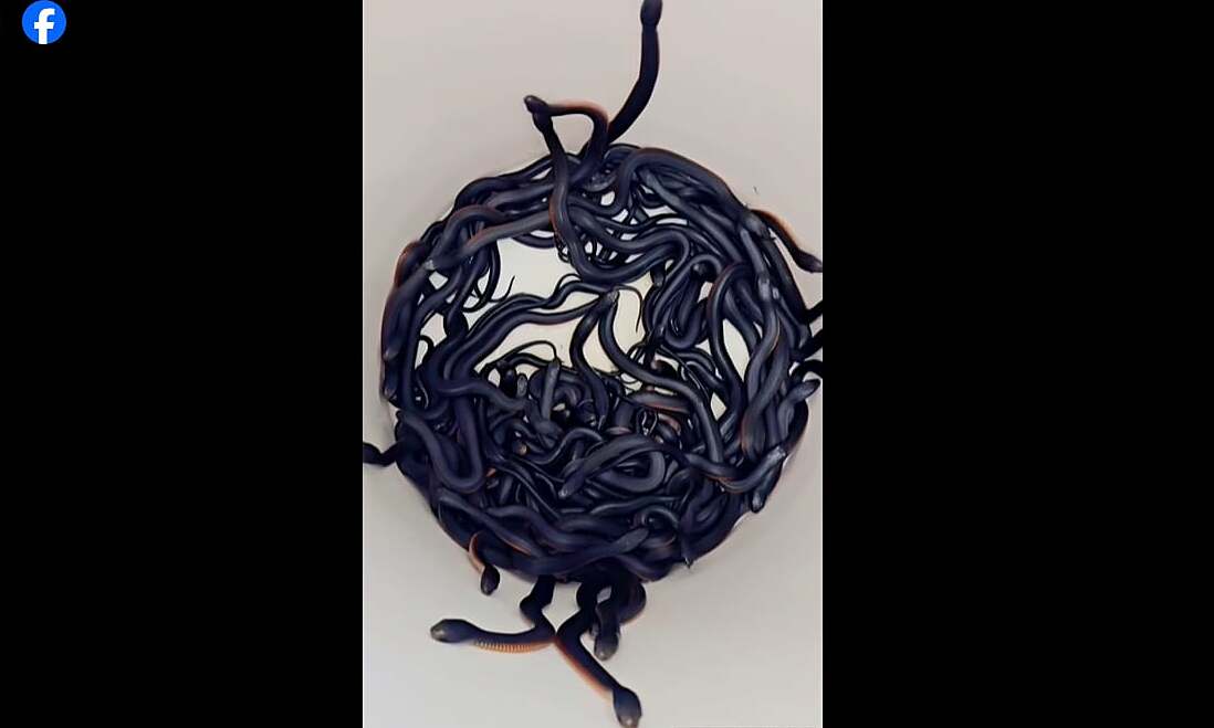 Australian team wrangles 102 venomous snakes from backyard