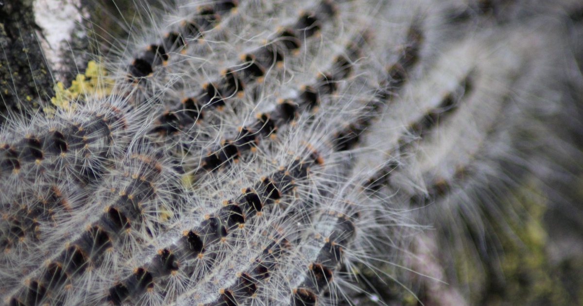 Krigen mod ‘Larven fra helvede’ spidser til: Så mange reder er fundet