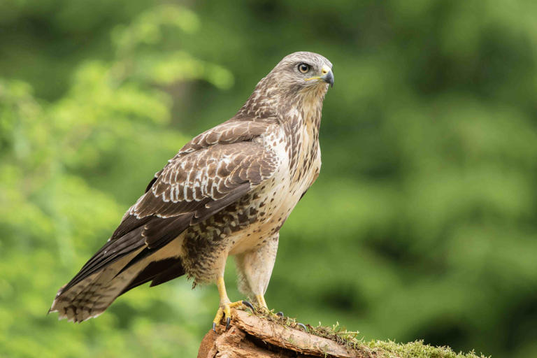 Dit is het verschil tussen een buizerd en torenvalk