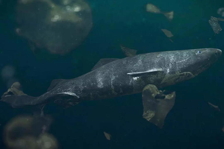 This 500 year old shark is the longest living vertebrate ever known!
