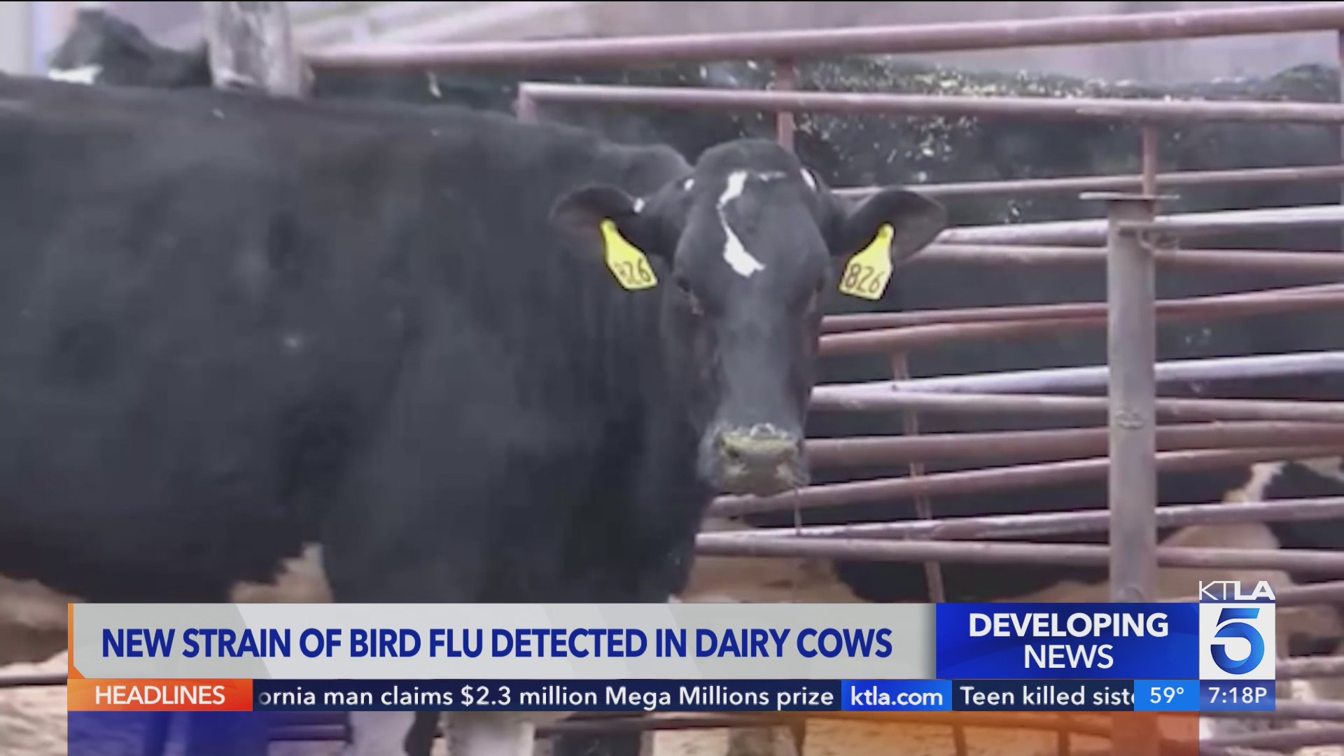 USDA: New bird flu variant found in dairy cattle