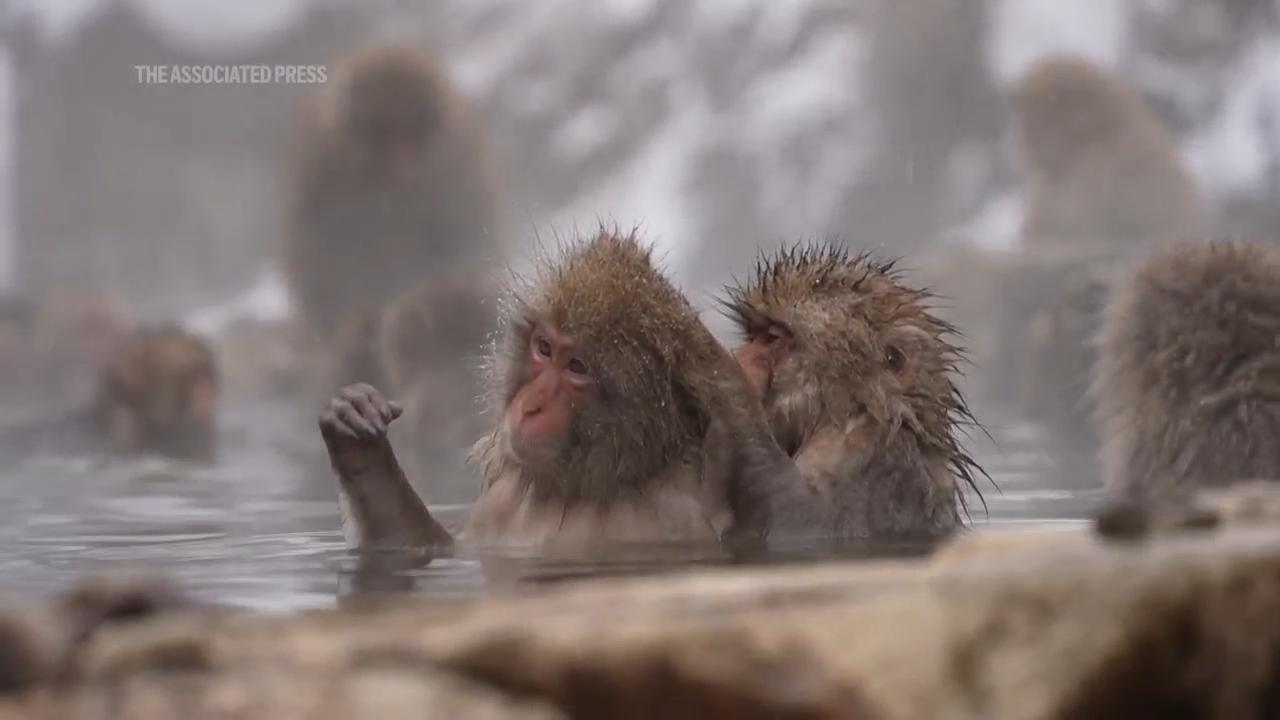 Japan's hot spring bathing macaques draw record crowds, raising concern ...