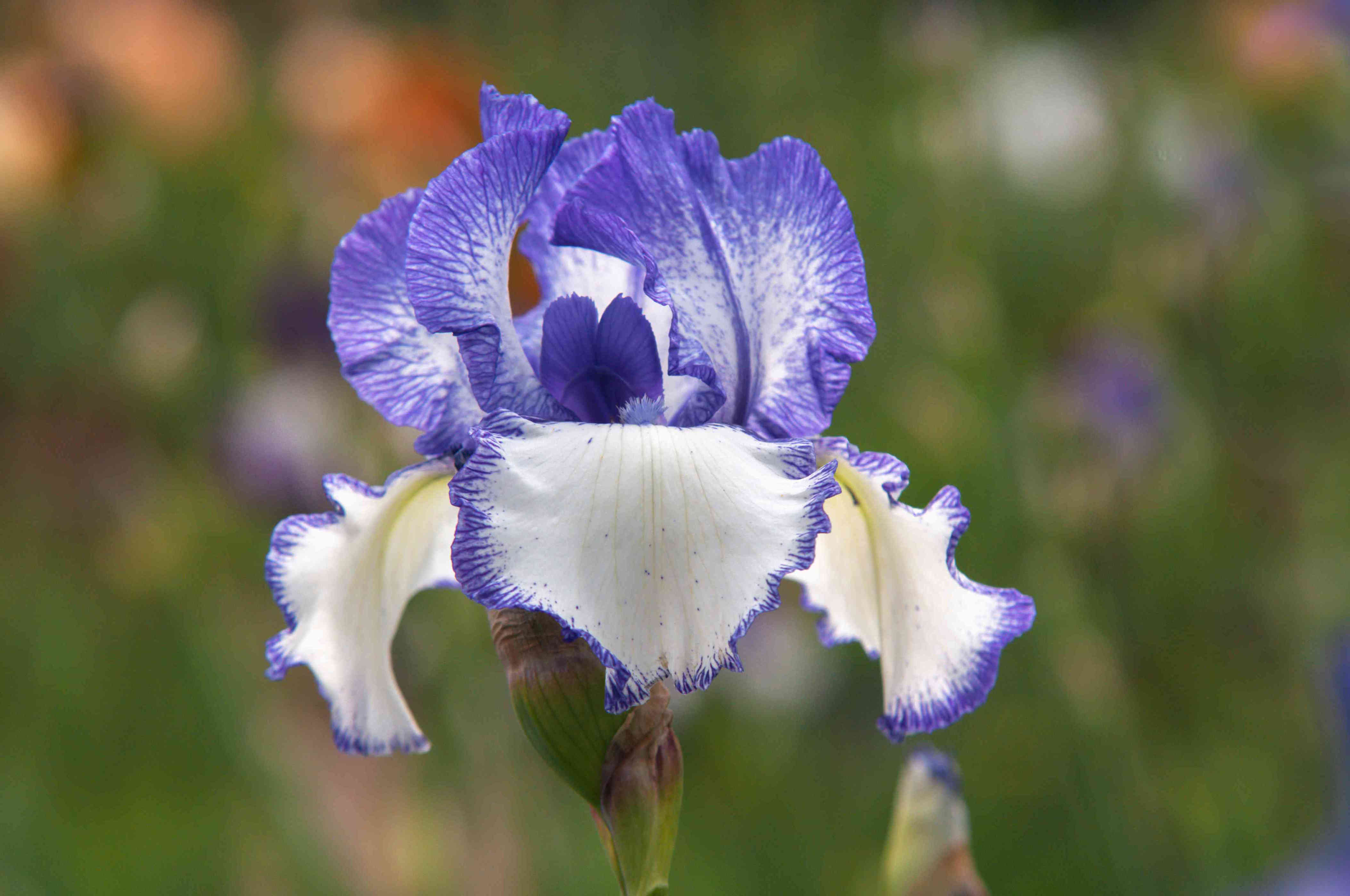 Bearded Iris: Care and Growing Guide