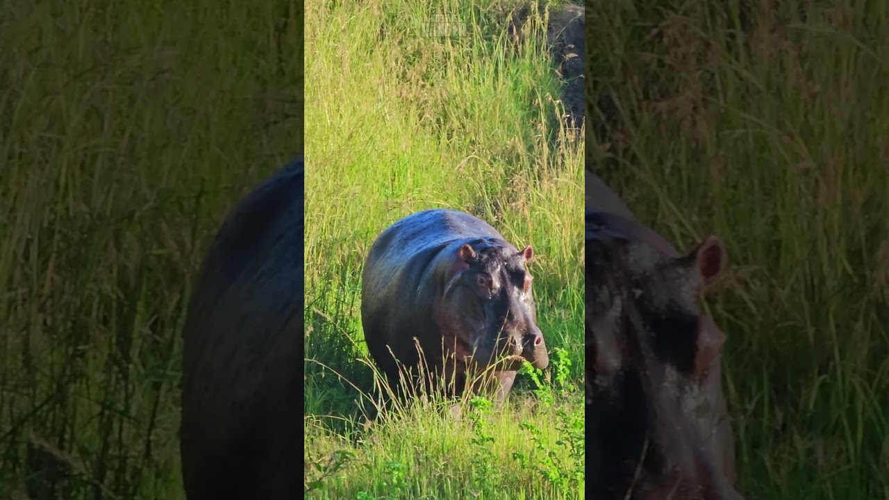 Hippo in the Water Heavy and Mighty in Focus