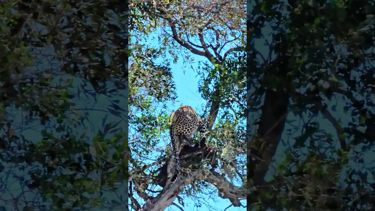 "Leopard Feasts High in a Tree, Avoiding Scavengers Below"