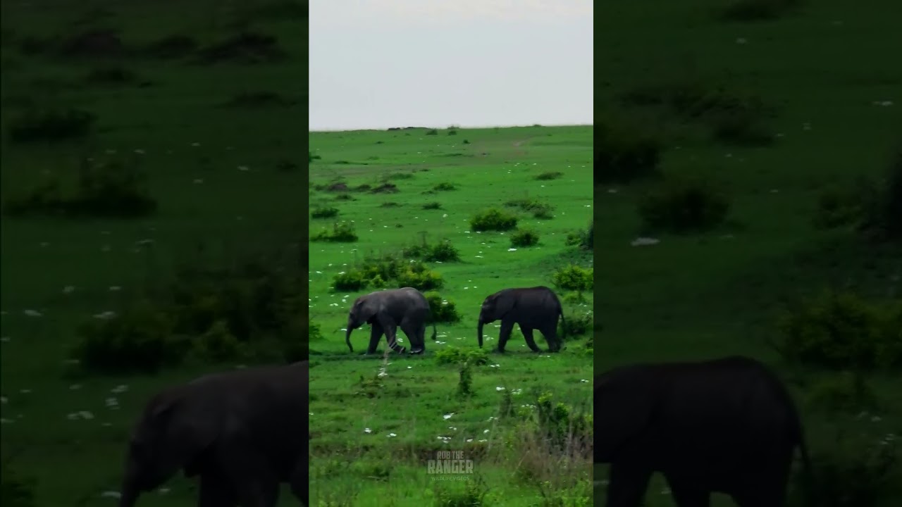 Adorable Elephant Babies Play in the Wild