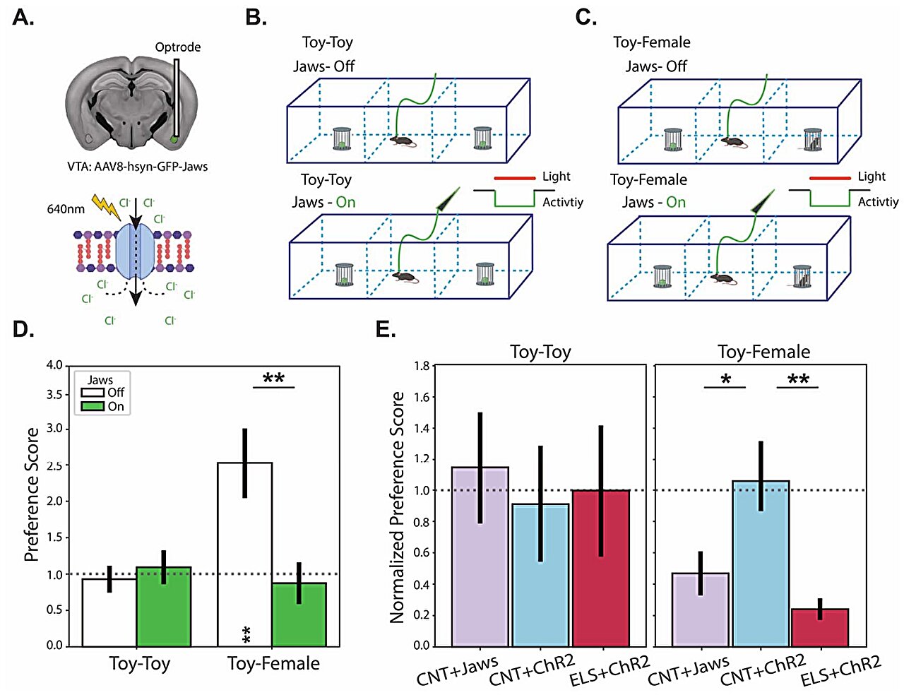 Manipulating neural circuits in mice can make social interaction more ...