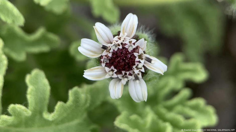 Hallan rara planta de islas Galápagos tras décadas de búsqueda