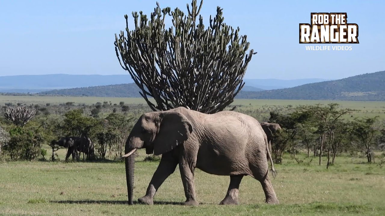 Elephants browsing in the Maasai Mara