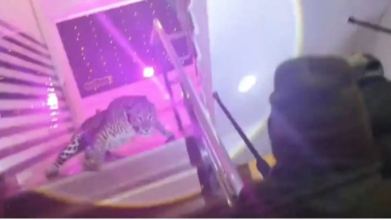 Shocking! Leopard interrupts wedding in Lucknow– Here’s what happened ...