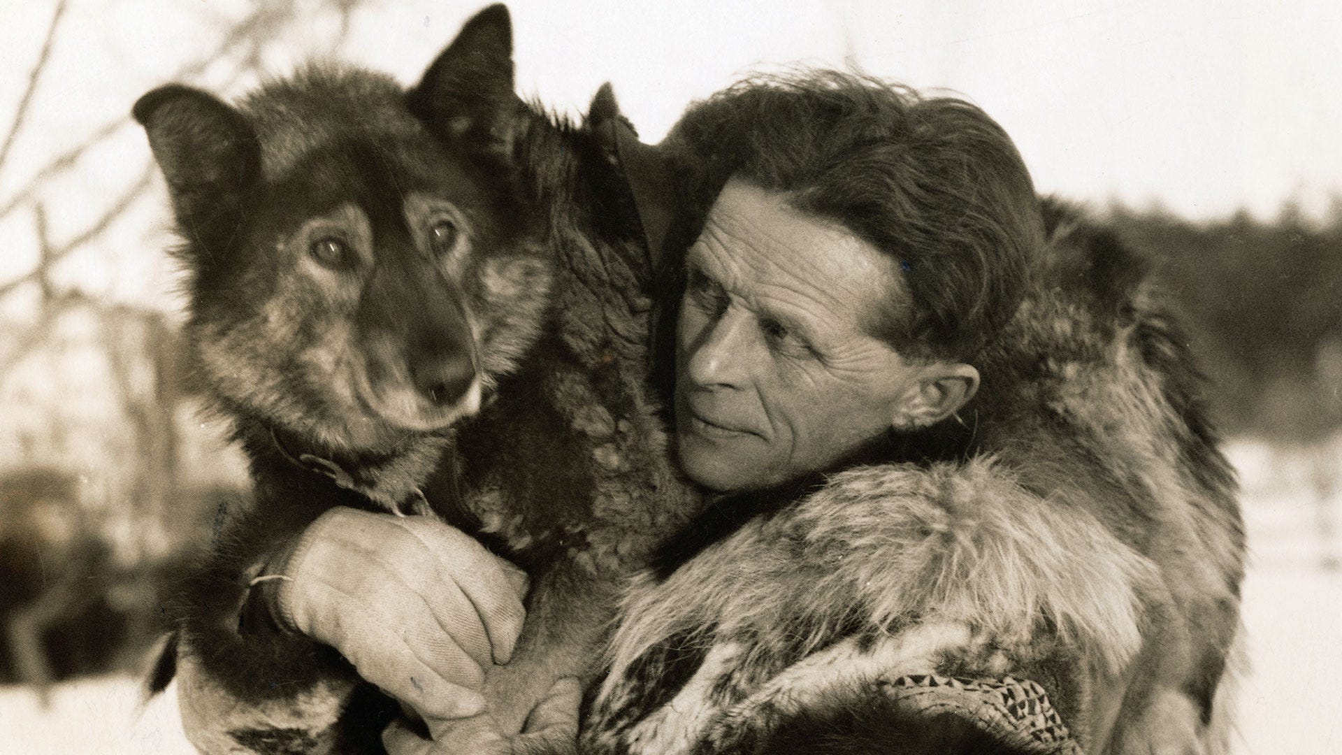 Looking back at legacy of Togo, famed sled dog who retired to Maine