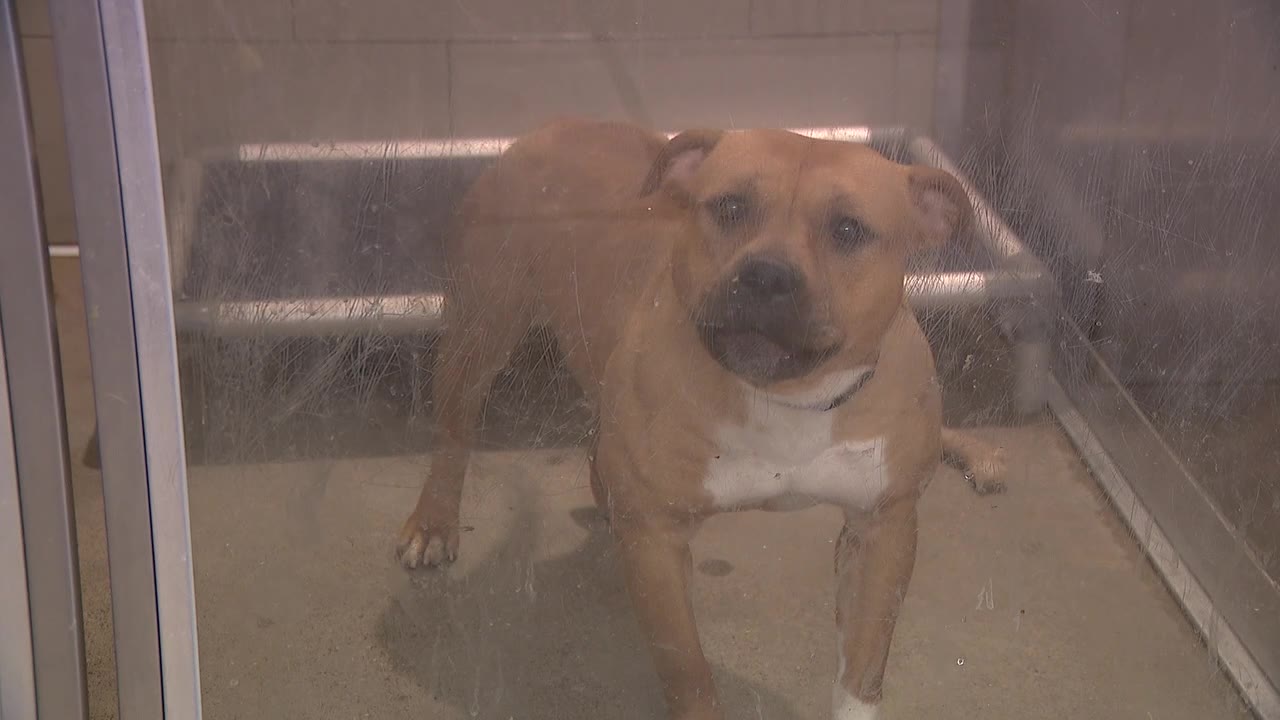 These NE Ohio animal shelters nearing full-capacity, offering adoption ...