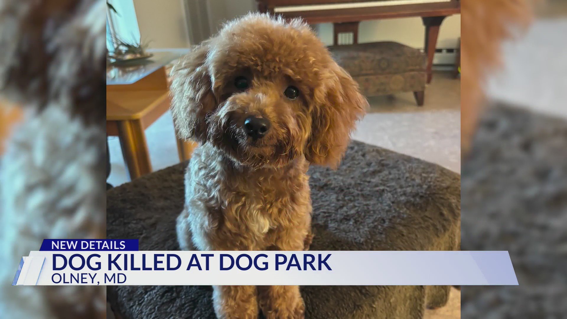 Toy poodle attacked, killed by 3 pit bulls at Montgomery County dog park