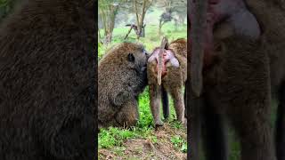Baboons Grooming – Fascinating Wildlife Moment Revealed