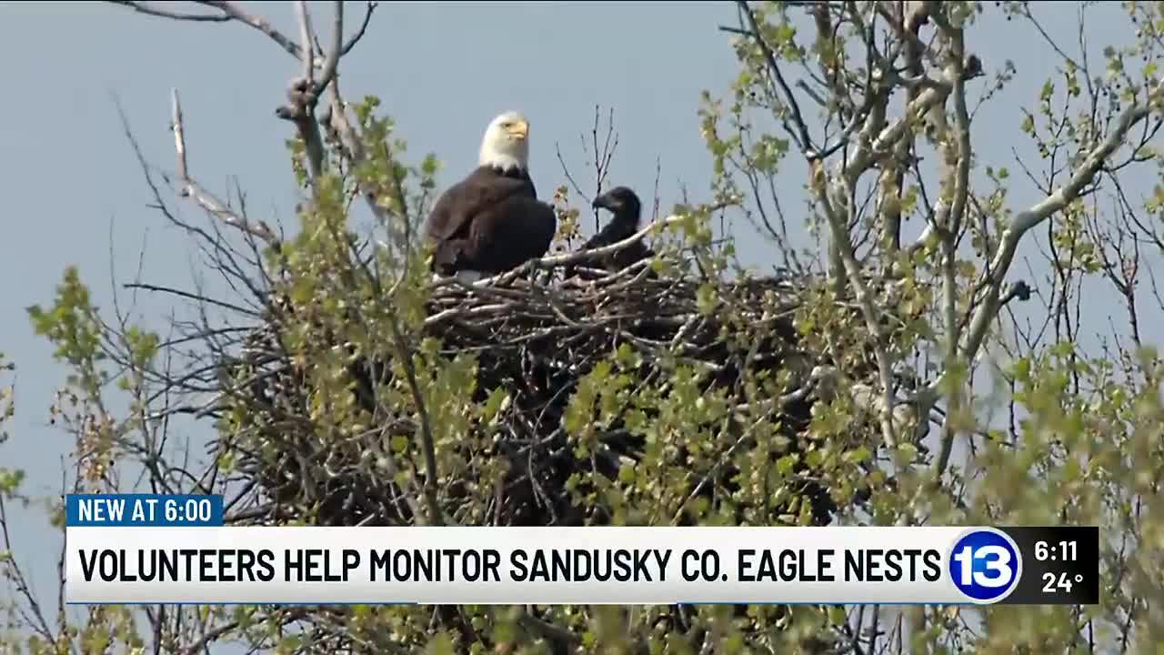 Local volunteers help monitor eagle nests
