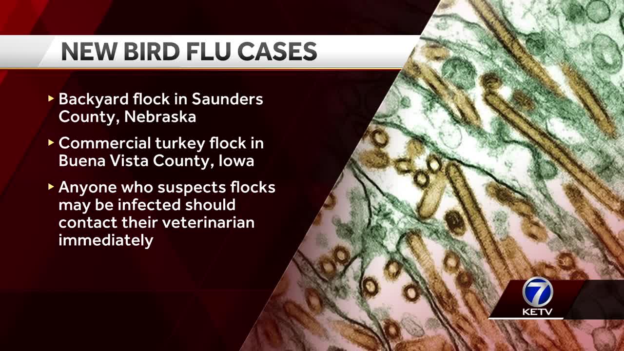 Nebraska Department of Agriculture says bird flu has been found in ...