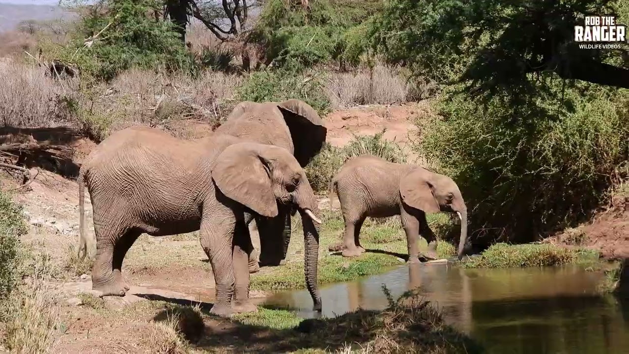 Elephants drink at Buffalo Springs during Mara safari