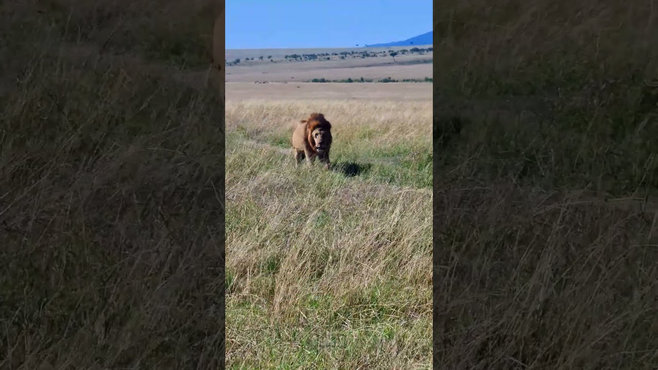 Witness Wildlife—Lion Moving Through the Grasslands