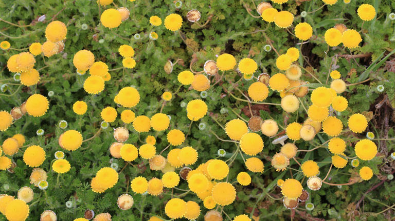 The Lush Weed-Suppressing Ground Cover That Boasts Button-Like Flowers