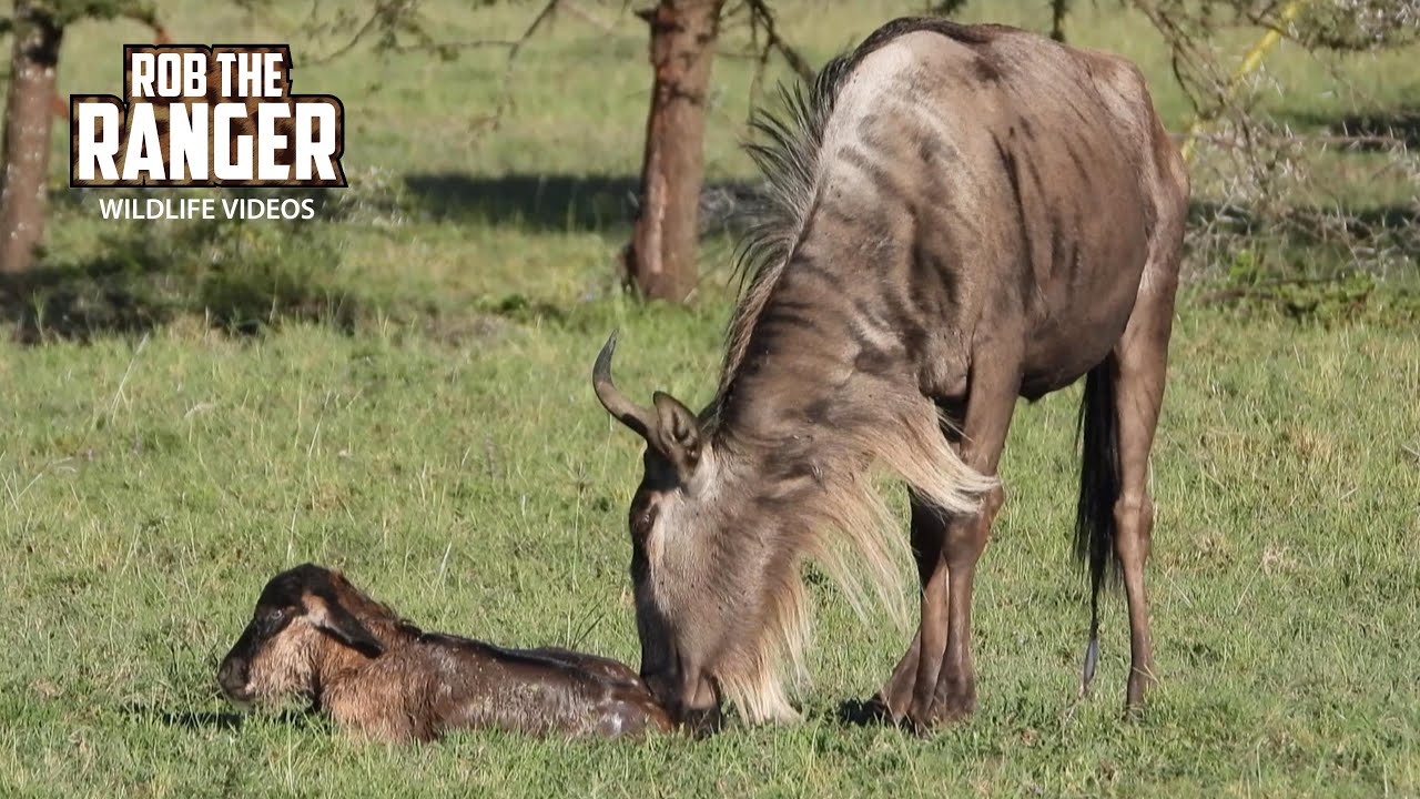 Wildebeest calving caught on film in the Maasai Mara
