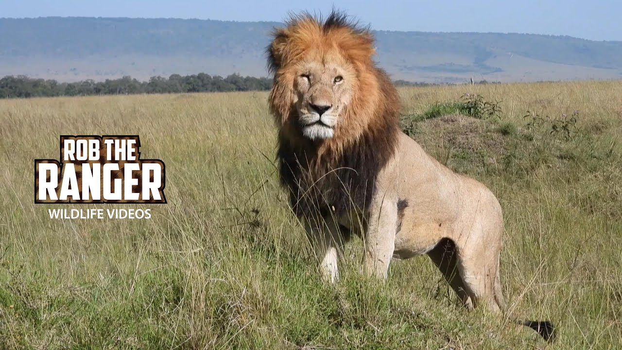 Watch Paradise lions devour their kill on the Maasai Mara plains