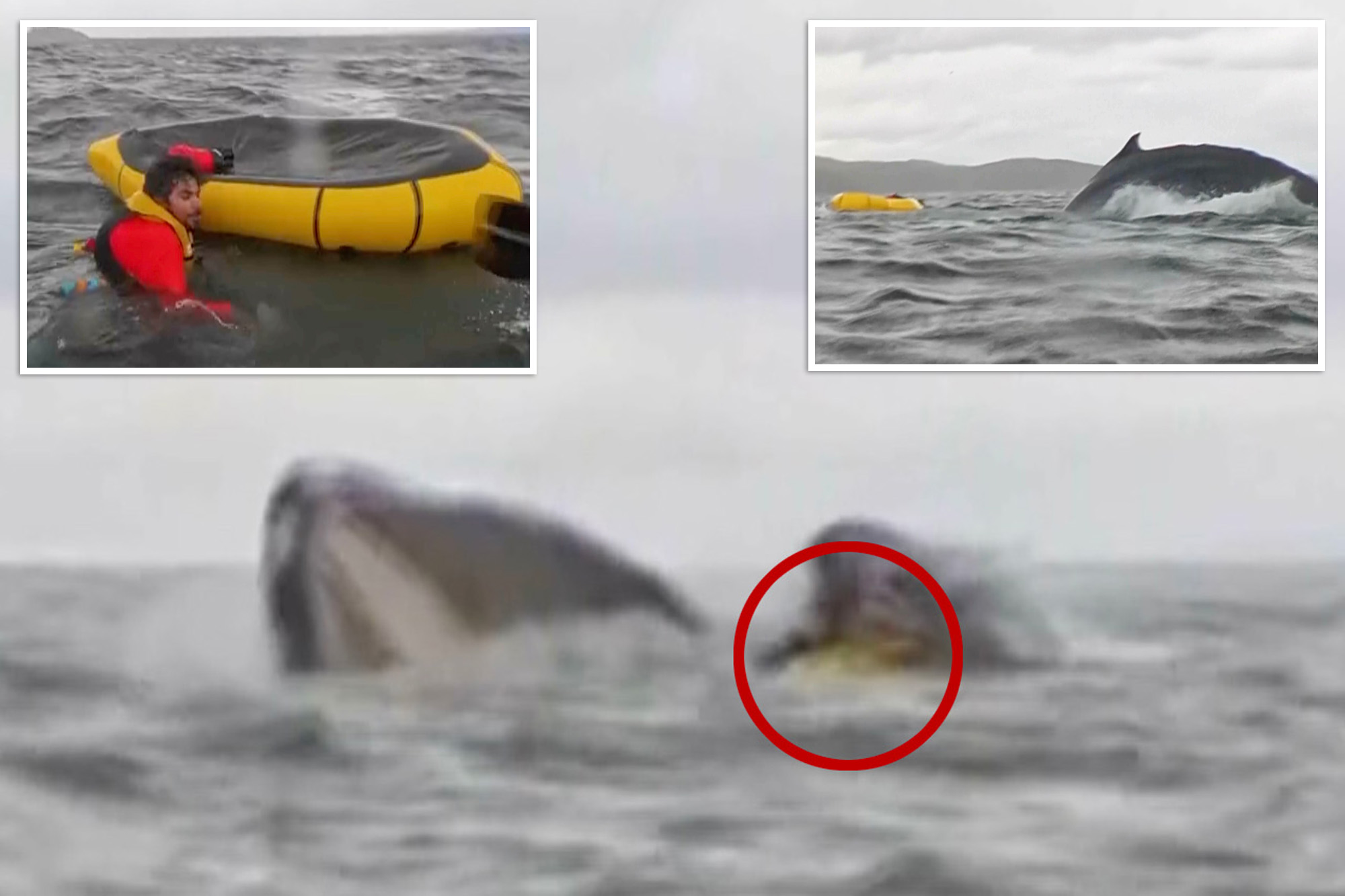 Kayaker gets swallowed by humpback whale before he’s spit back out ...