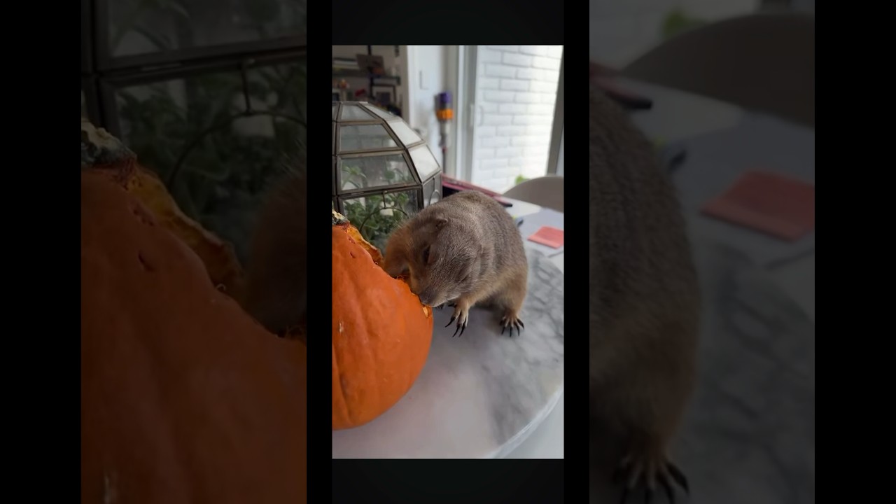 This prairie dog’s pumpkin spice meltdown is hilariously dramatic