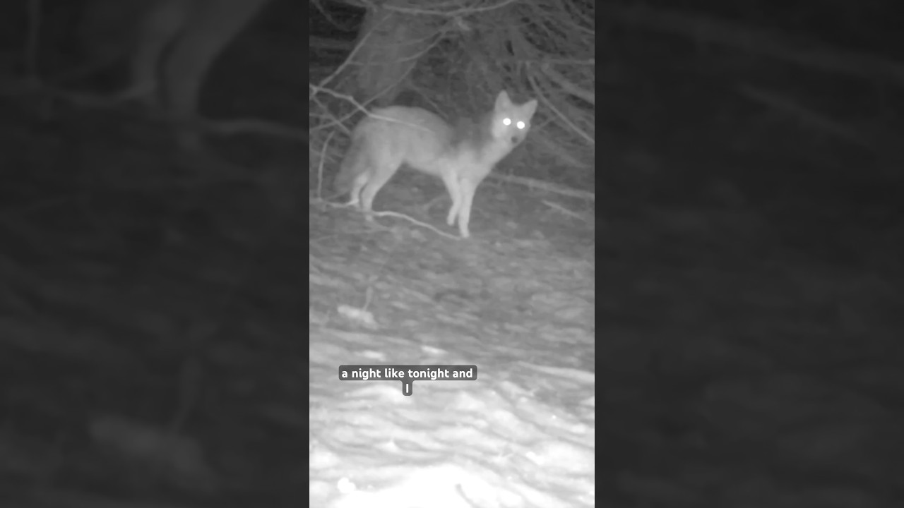 What Happens When Coyotes Visit a Busy Poultry Farm at Night