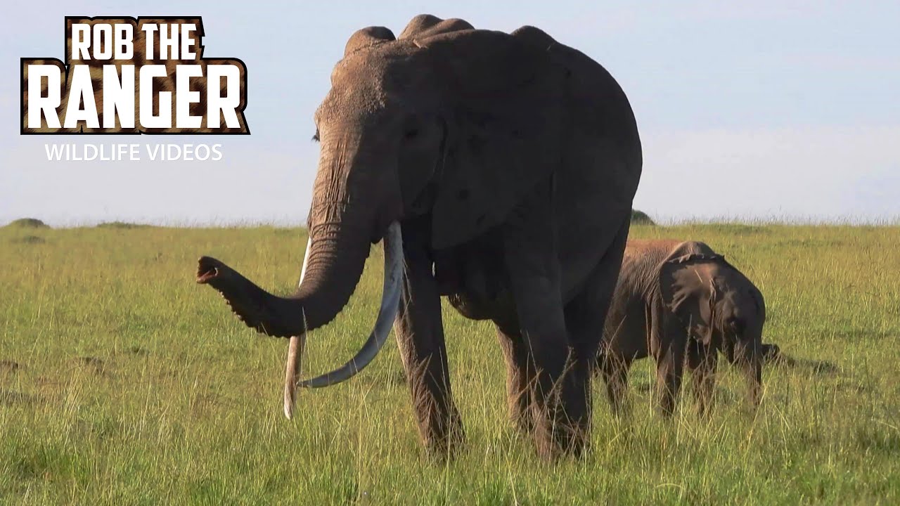 Witness this massive tusker matriarch elephant on safari