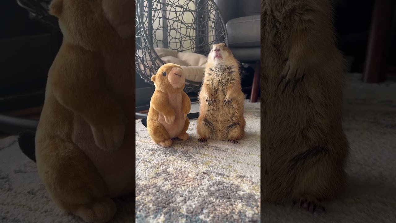 Prairie dog's plushie is ready for pre-orders and merch