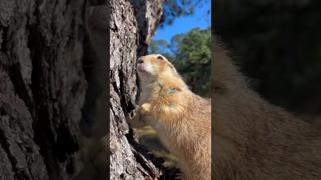 Majestic prairie dog Poppy spends the day looking flawless