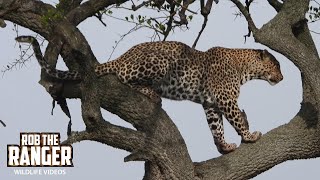 Leopard Relaxing In Tree After Successful Hunt